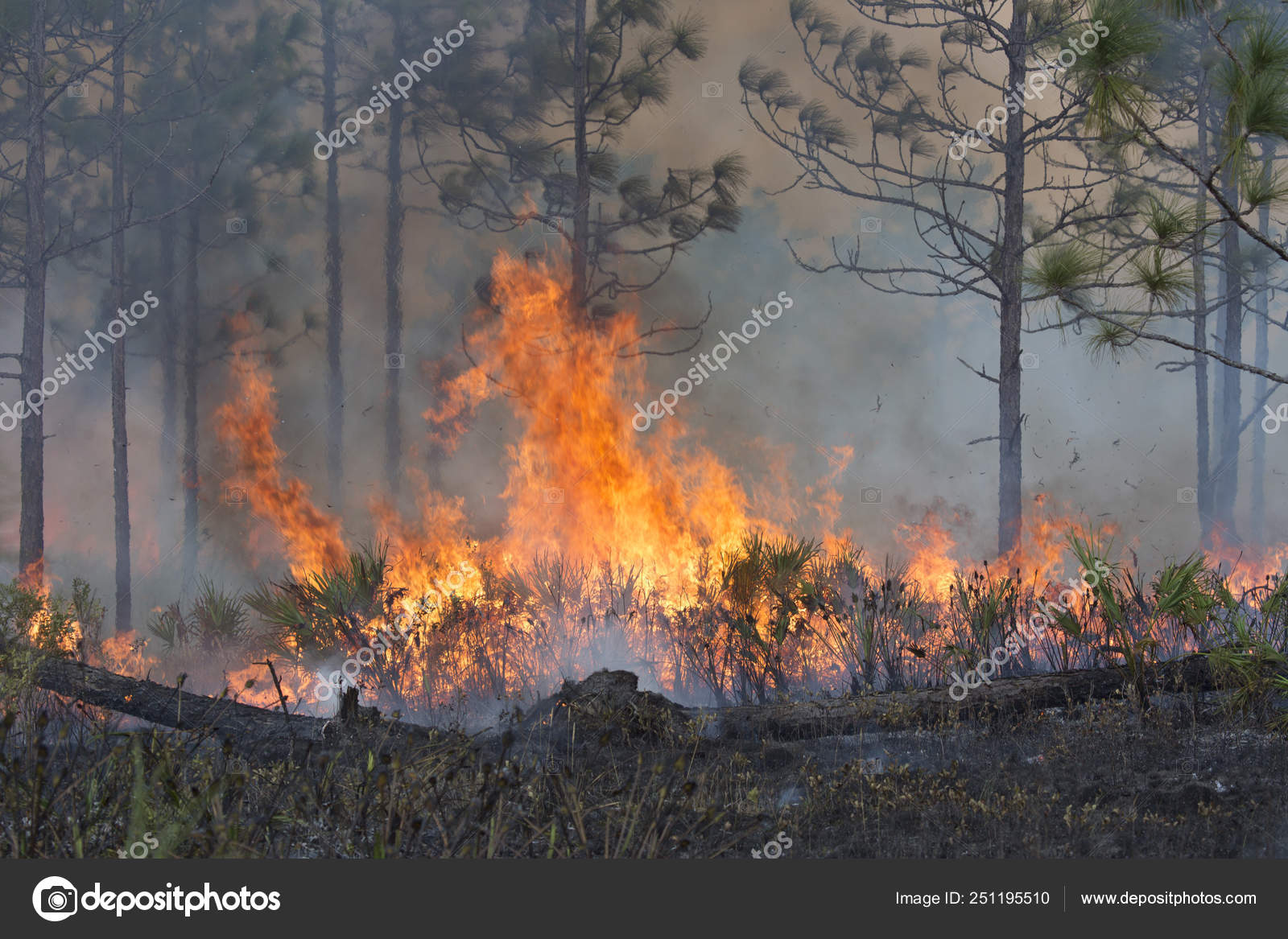 Controlled Burn Stock Photo by ©tomfawls 251195510