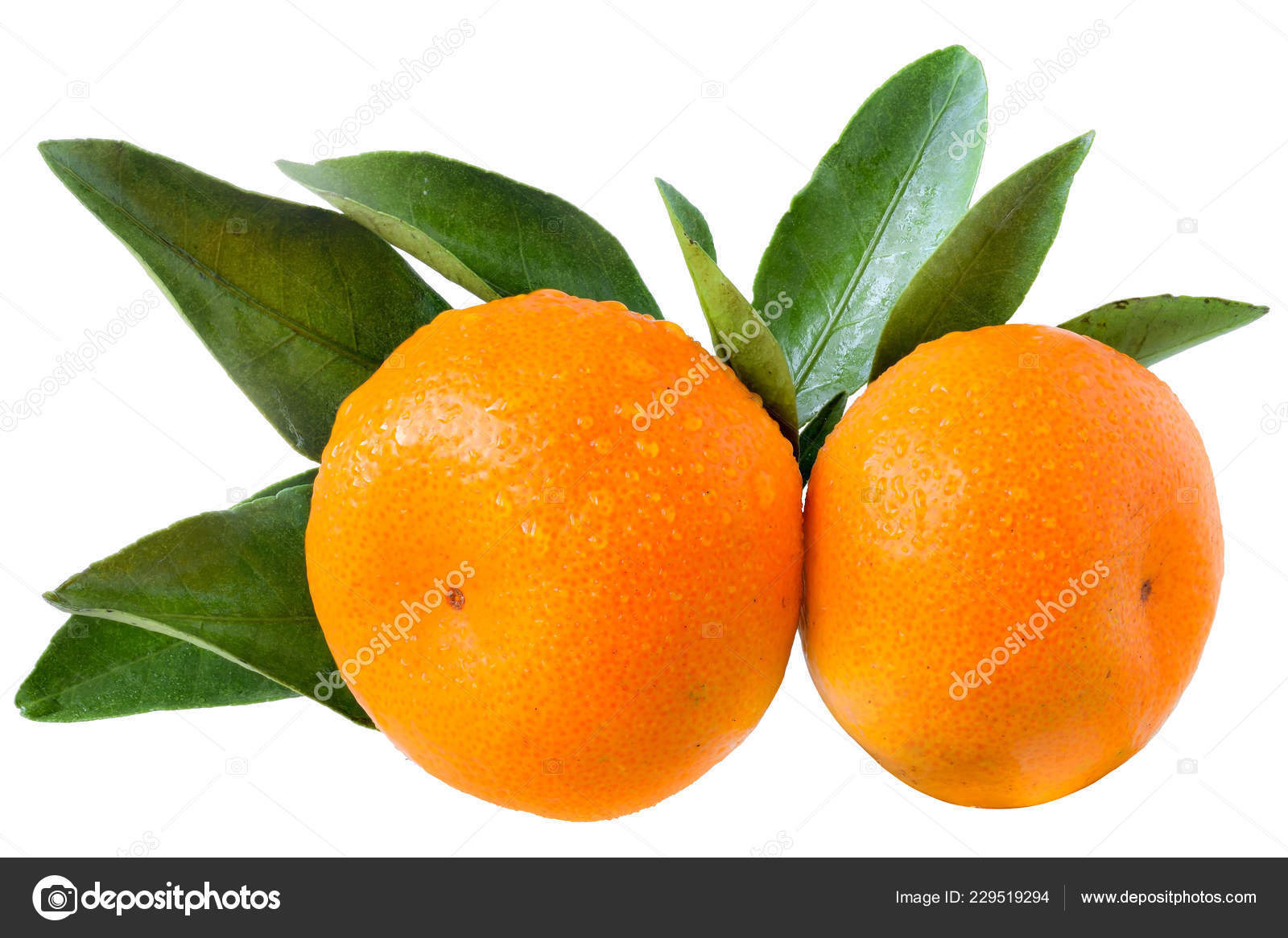 Dos Mandarinas Con Hojas Aisladas Sobre Fondo Blanco — Foto de stock ...