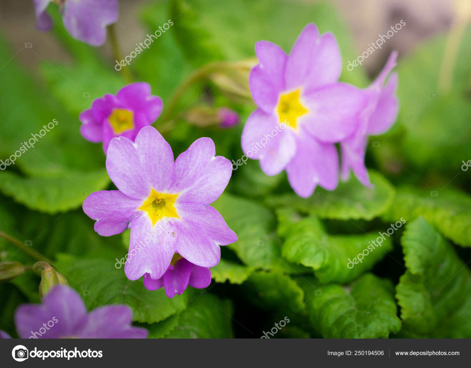 Violet Primrose Flower