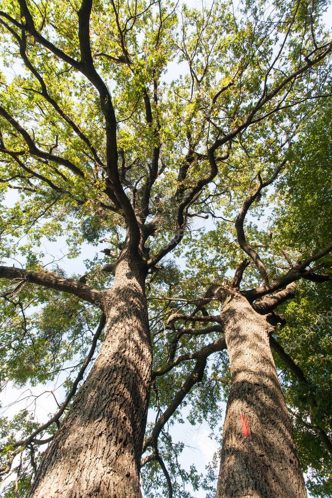 Vista superior del árbol. Mira desde el suelo sobre una copa de árboles ...