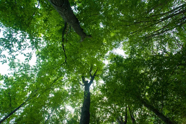 Tree top view Stock Photos, Royalty Free Tree top view Images ...