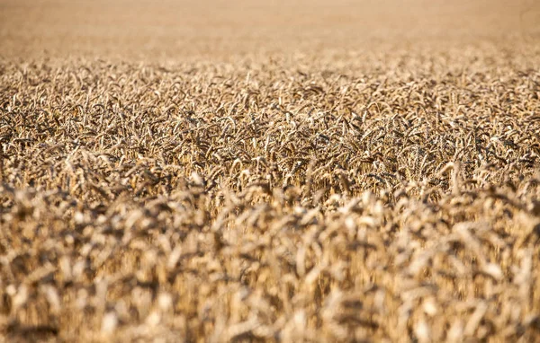 Dead wheat field Stock Photos, Royalty Free Dead wheat field Images ...