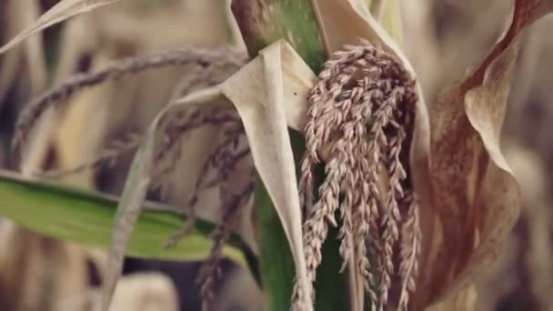 287 Harvest failure Videos, Royalty-free Stock Harvest failure Footage ...