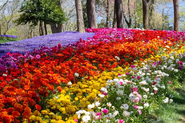 Fotos de Fleurs splendides, Imagens de Fleurs splendides sem royalties ...