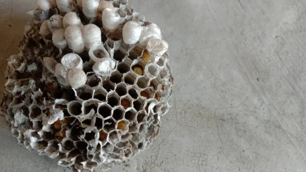 Sea urchin skeleton Stock Photos, Royalty Free Sea urchin skeleton ...