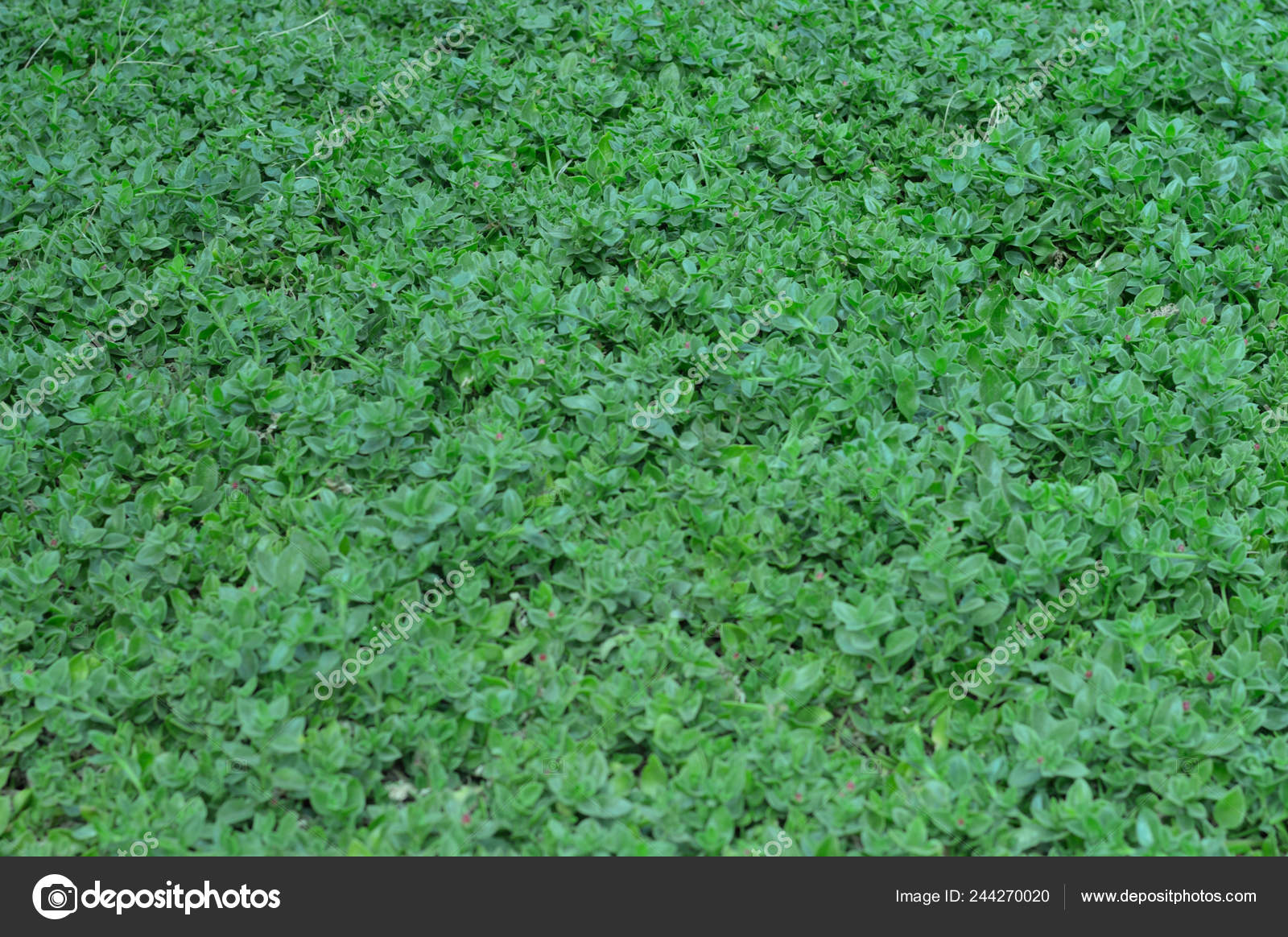 Leaves Texture Photo Your Botany Projects Nature Publications — Stock ...