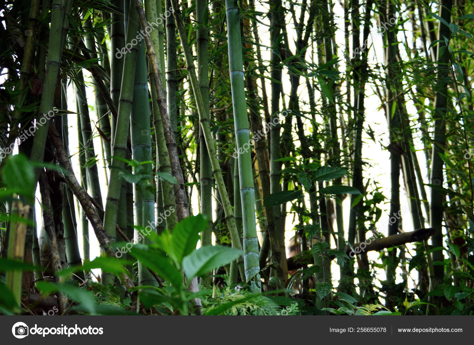 Dark bamboo texture in rainforest Stock Photo by ©padrinan 256655078