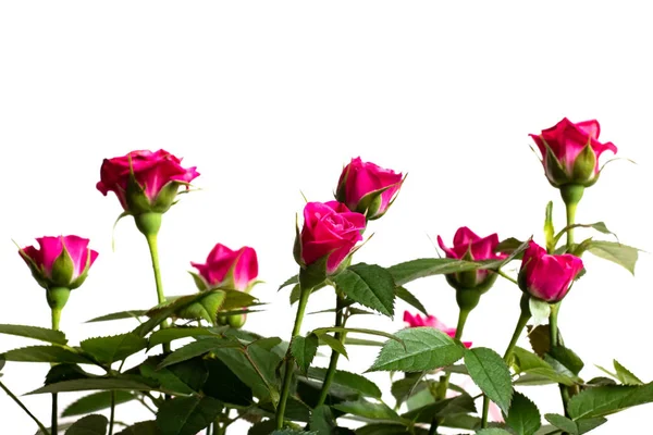 Rosas espiga fotos de stock, imágenes de Rosas espiga sin royalties ...