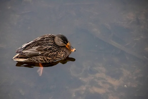 Duck top view Stock Photos, Royalty Free Duck top view Images ...