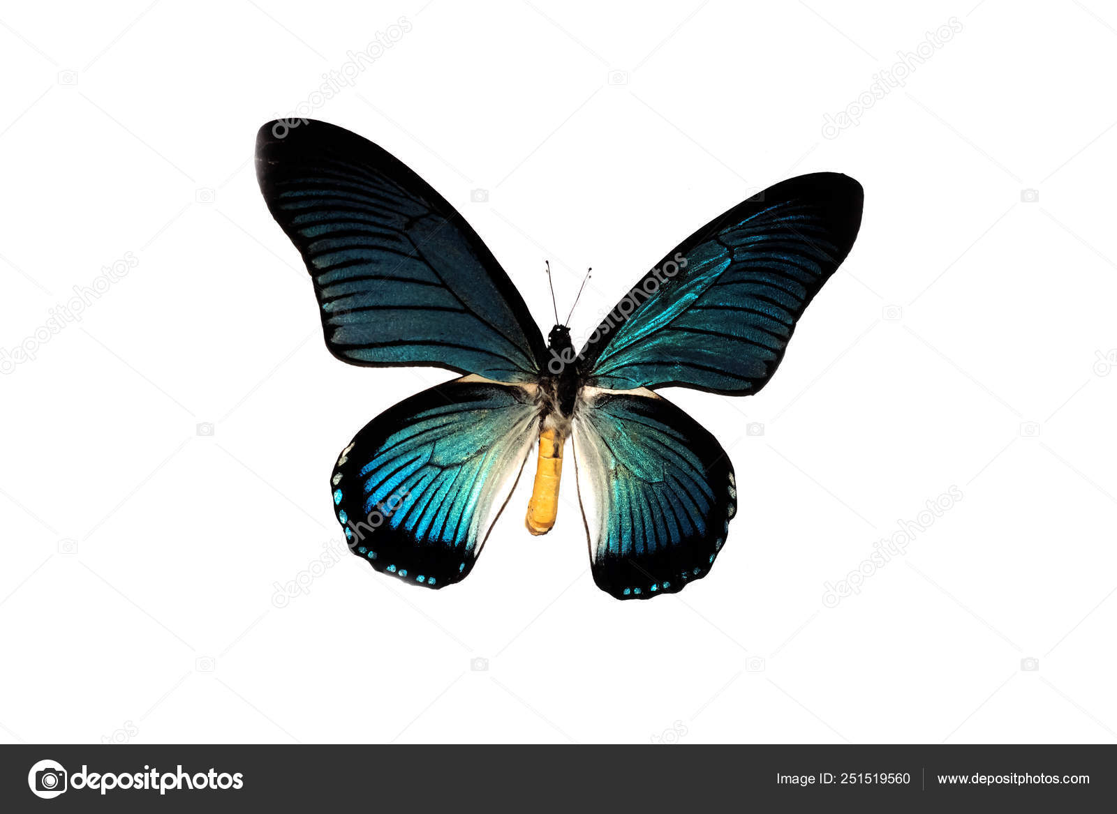 Big butterfly with blue wings, isolate on white background Stock Photo ...
