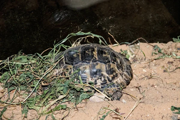 Green turtle in the sand close up, copy space, pet - Stock Image ...