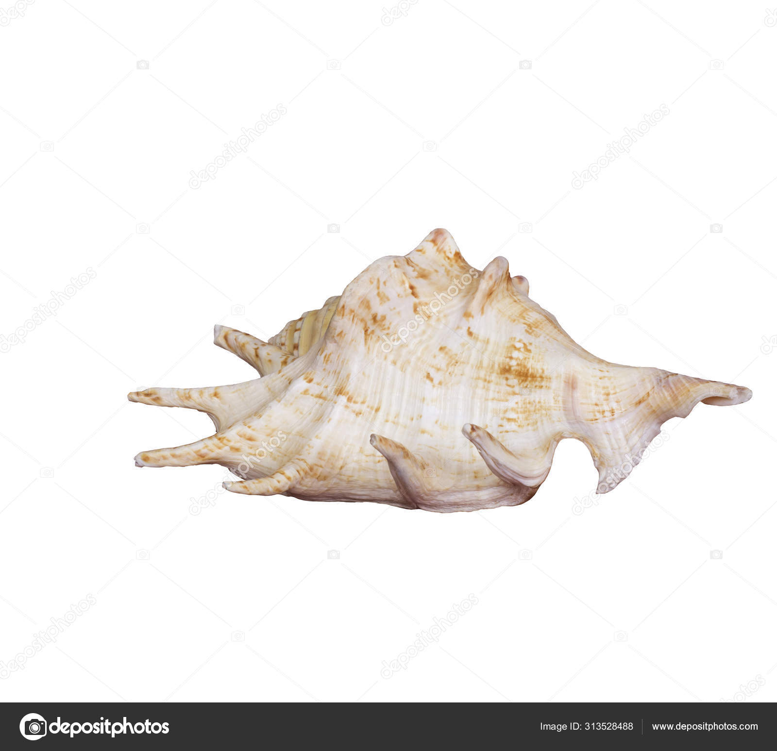 Yellow seashell isolated on a white background — Stock Photo ...