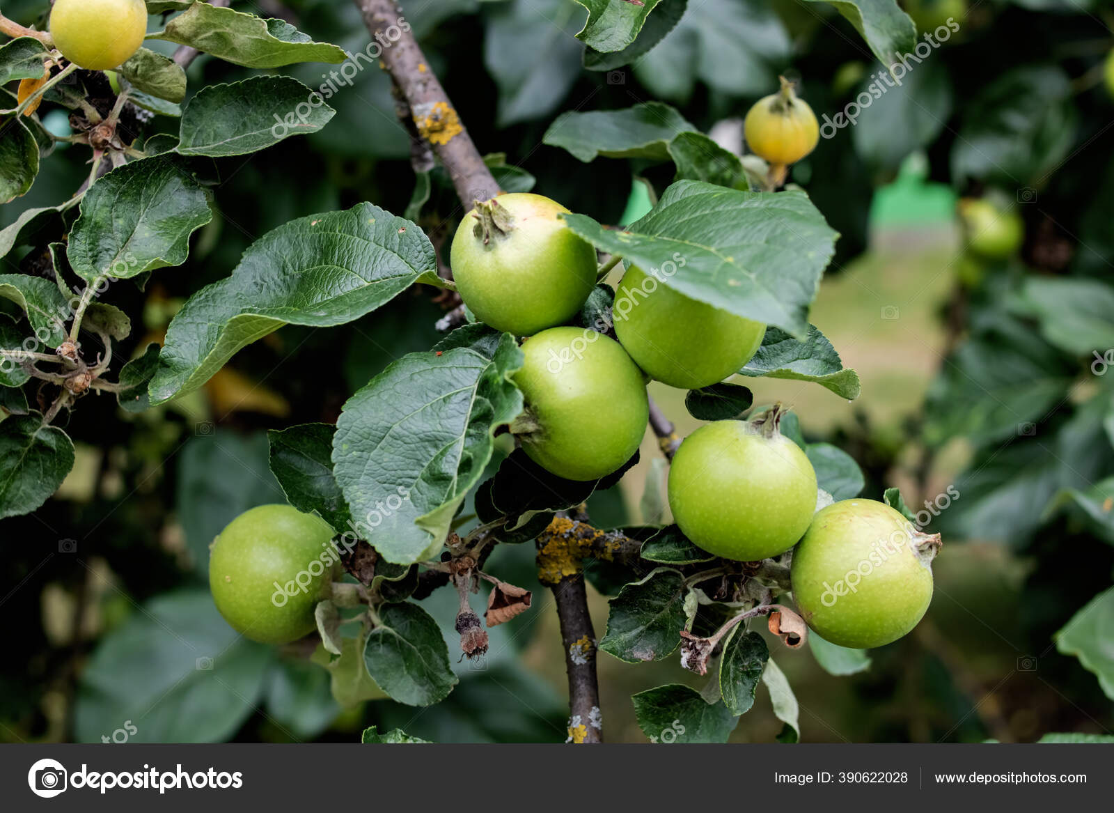 Little green apples on a branch closeup — Stock Photo © inside1703 ...