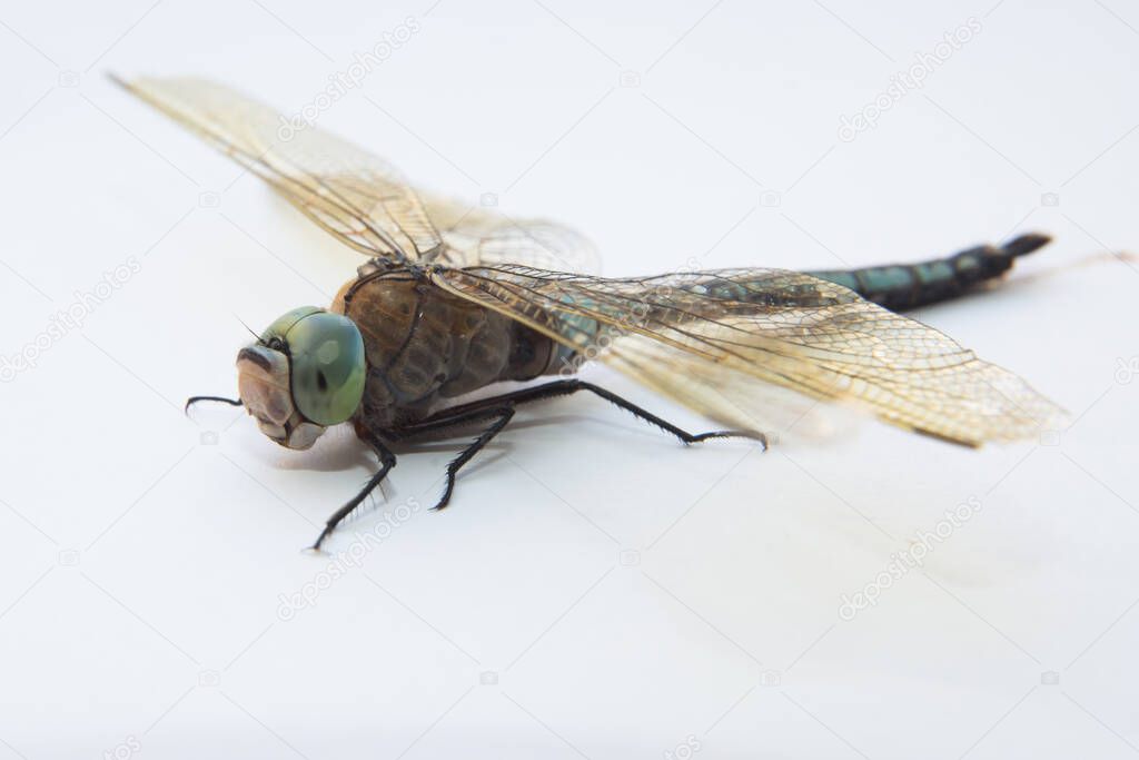 Darners de ojos azules Dave Welling Nature Photography. Darners ...