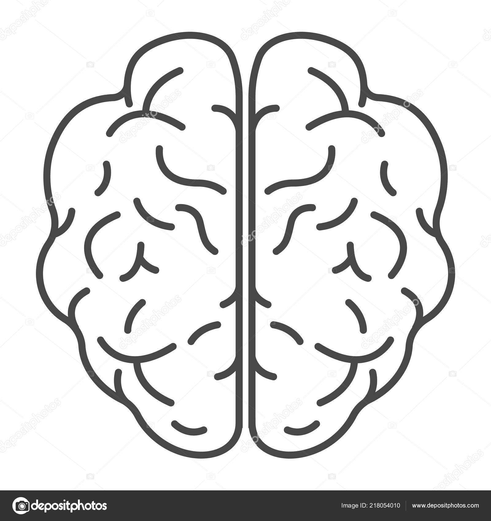 Brain Outline Drawing Top View