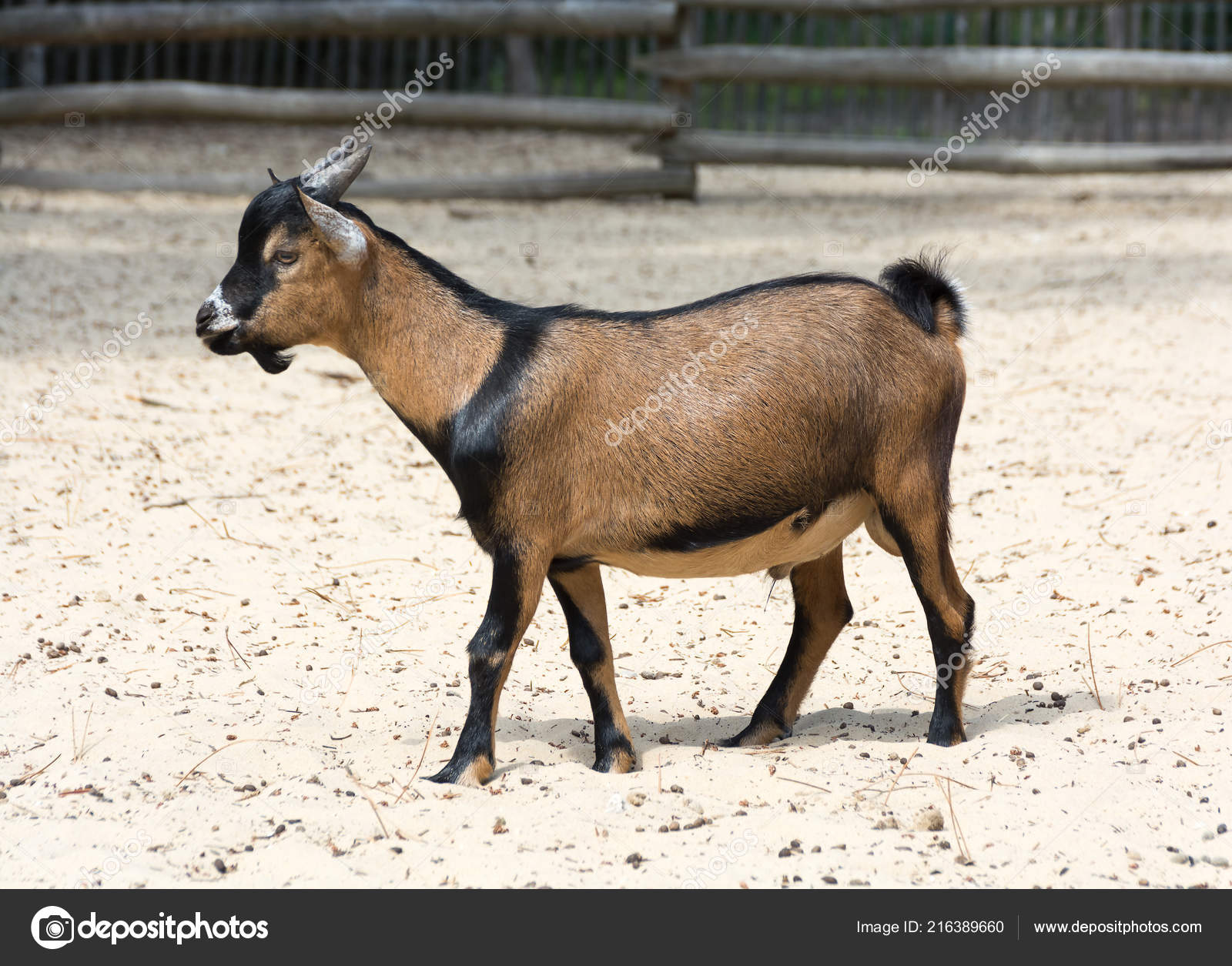 Chèvre naine cameronne brune debout sur le sable image libre de droit ...