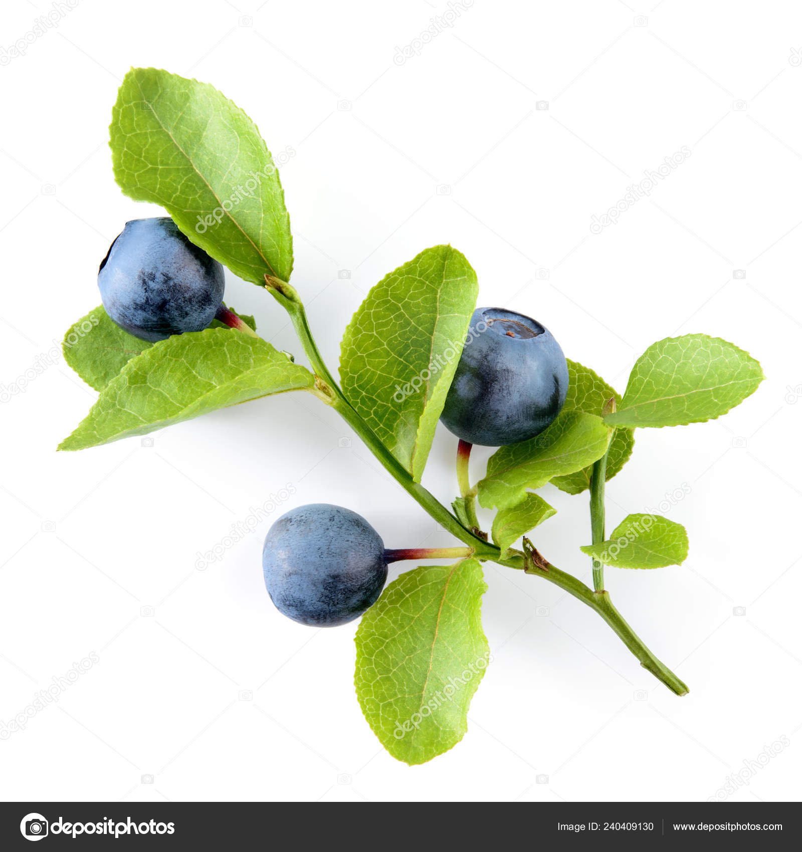 White Background Blueberry Cactus