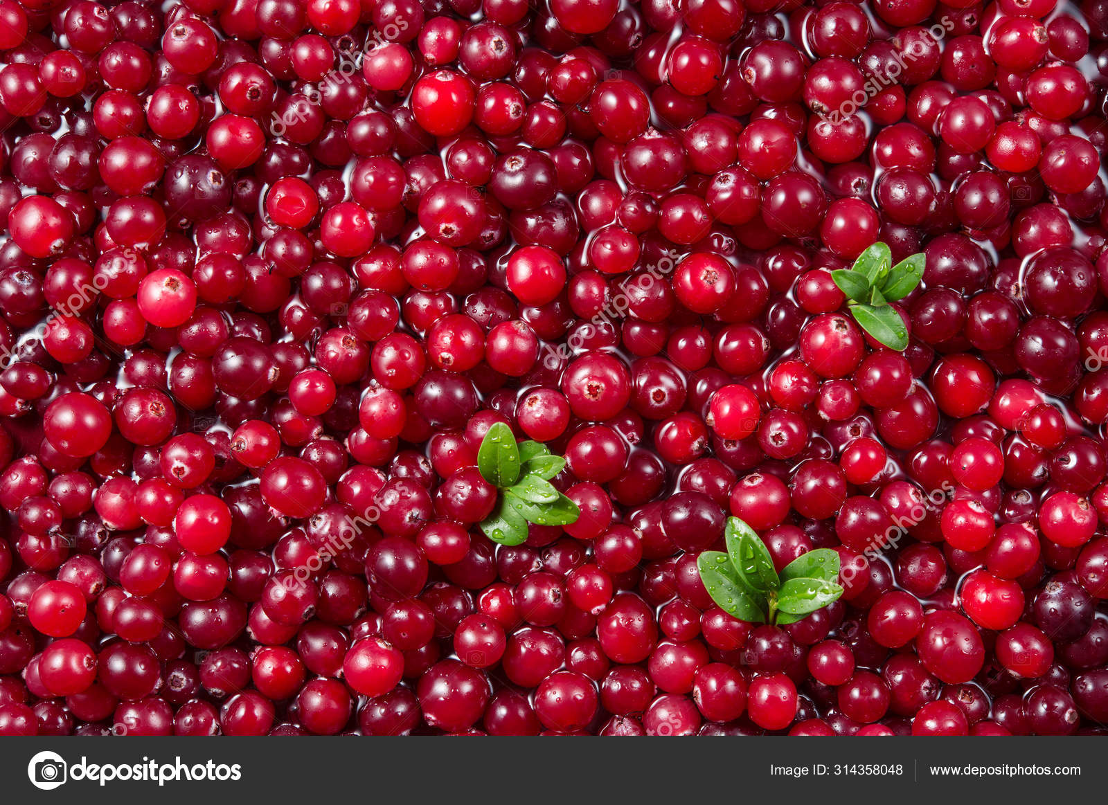 Cranberry. Fresh ripe red berry with leaves. Food background. Stock ...