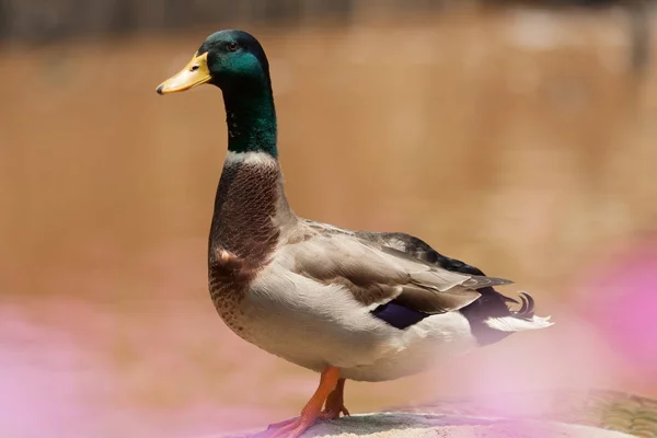 Pato florida Stock Photos, Royalty Free Pato florida Images | Depositphotos