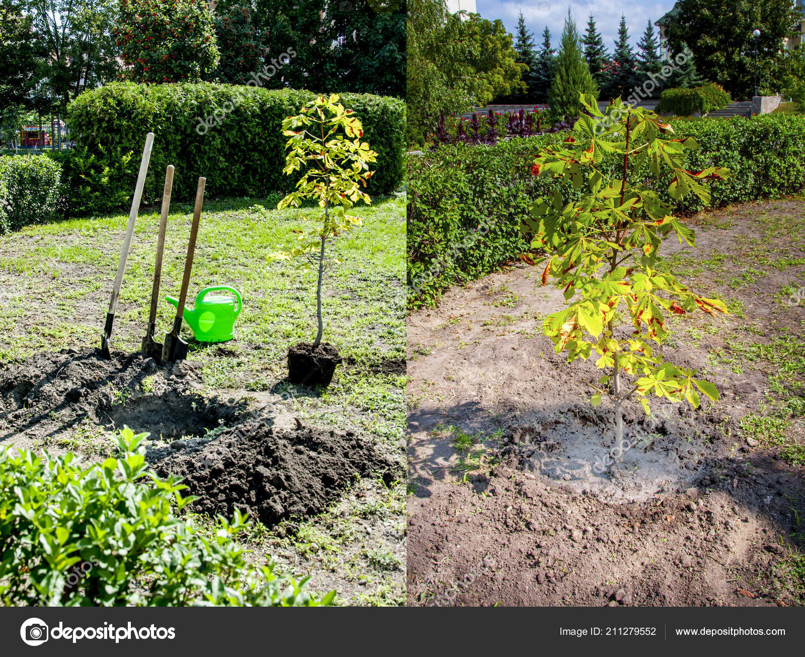 Open Air Preparation Planting Chestnut Tree Planted Chestnut Tree Steps ...