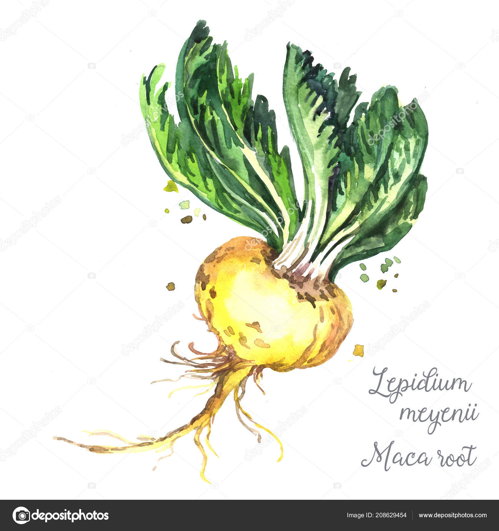 Watercolor Illustration Maca Root Stock Photo by ©Ann_art 208629454
