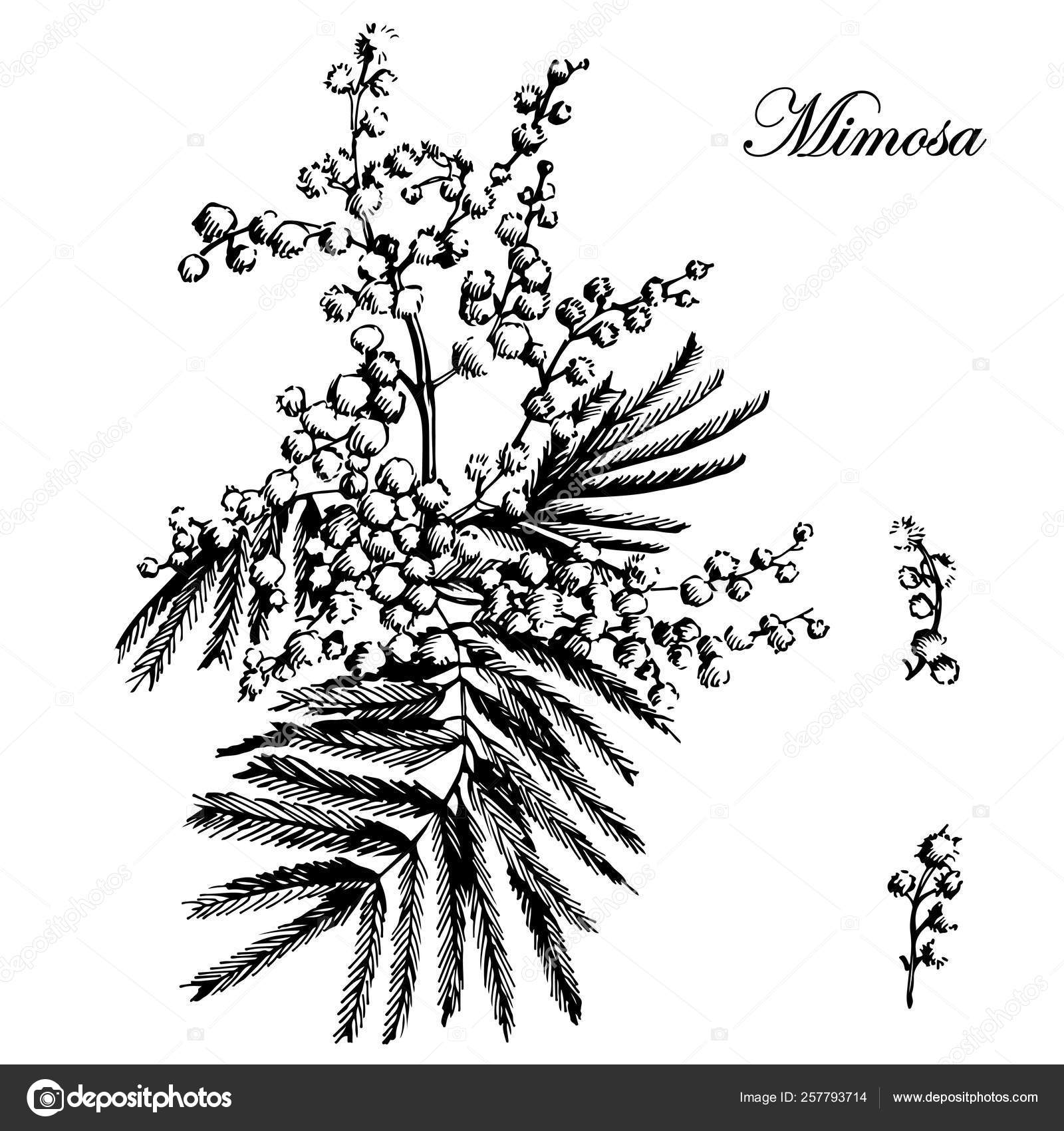 Mimosa Drawing