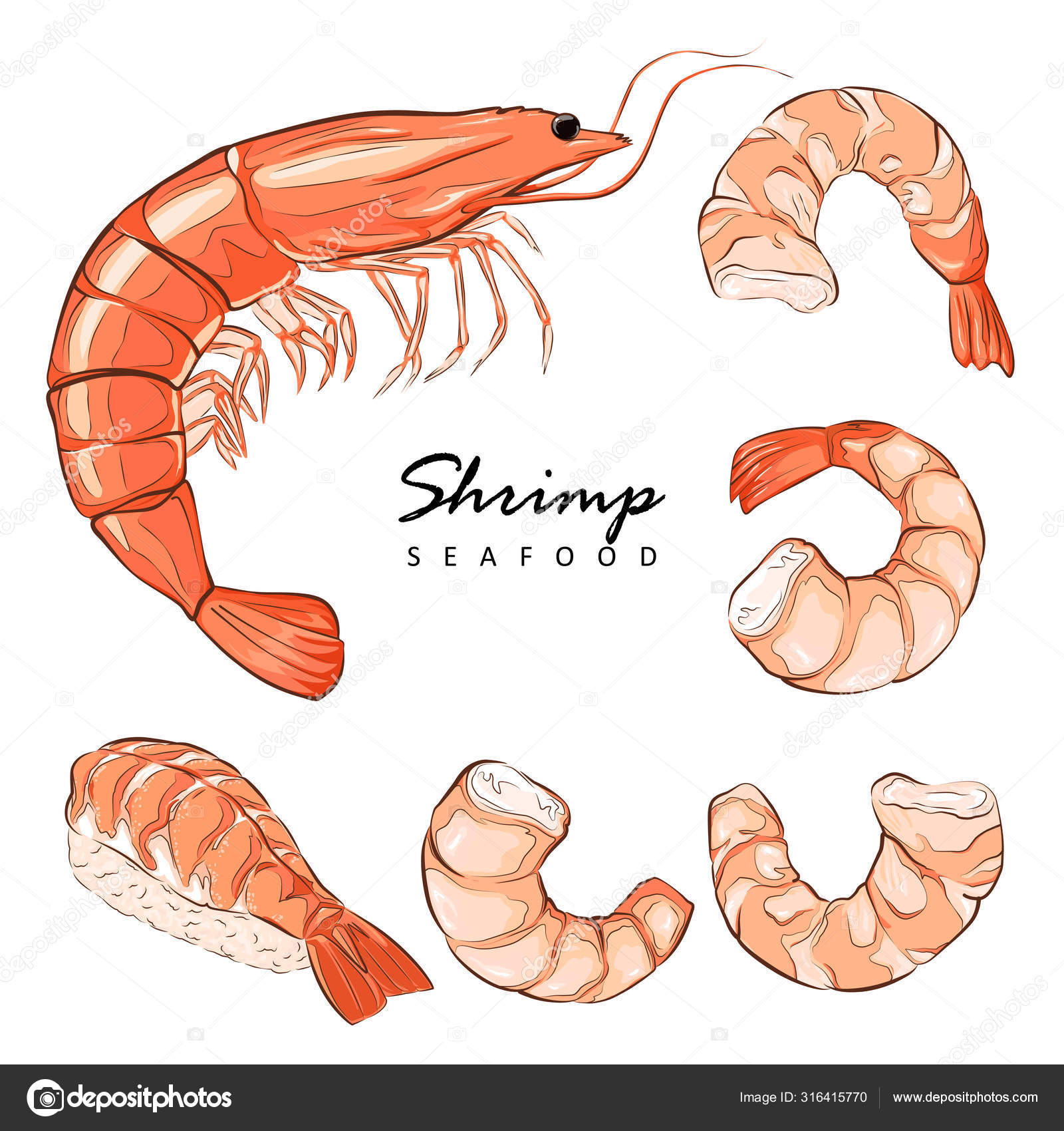 Shrimp Drawing Outline