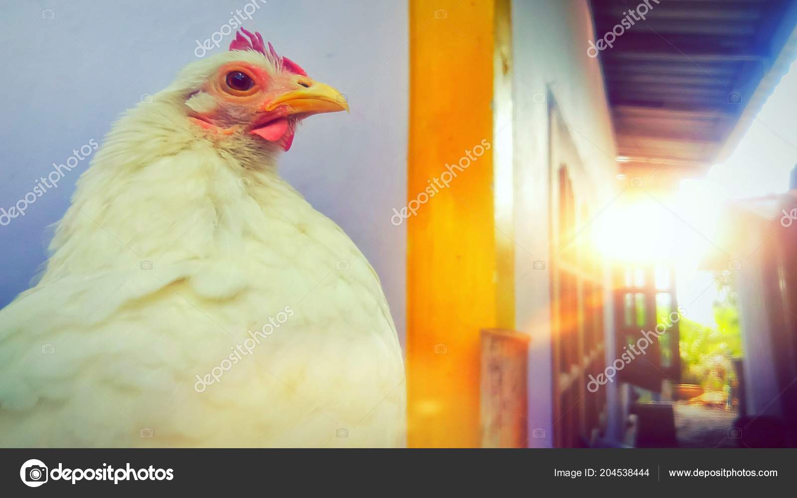 Cute Chicken Farm — Stock Photo © Putt_1983 #204538444