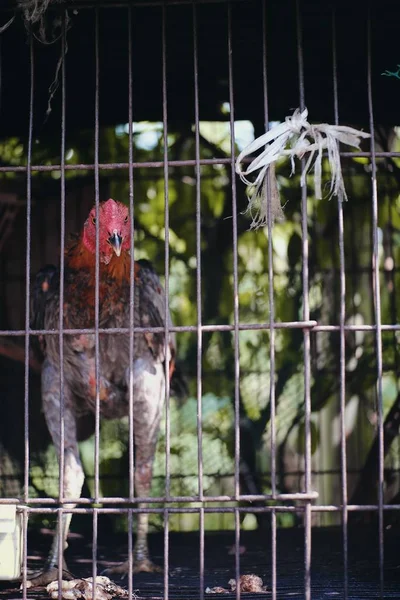 Battery cages Stock Photos, Royalty Free Battery cages Images ...