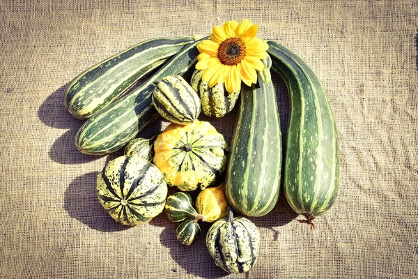 Zucchini Different Varieties Sizes Stock Photo by ©Schwerin 208714266