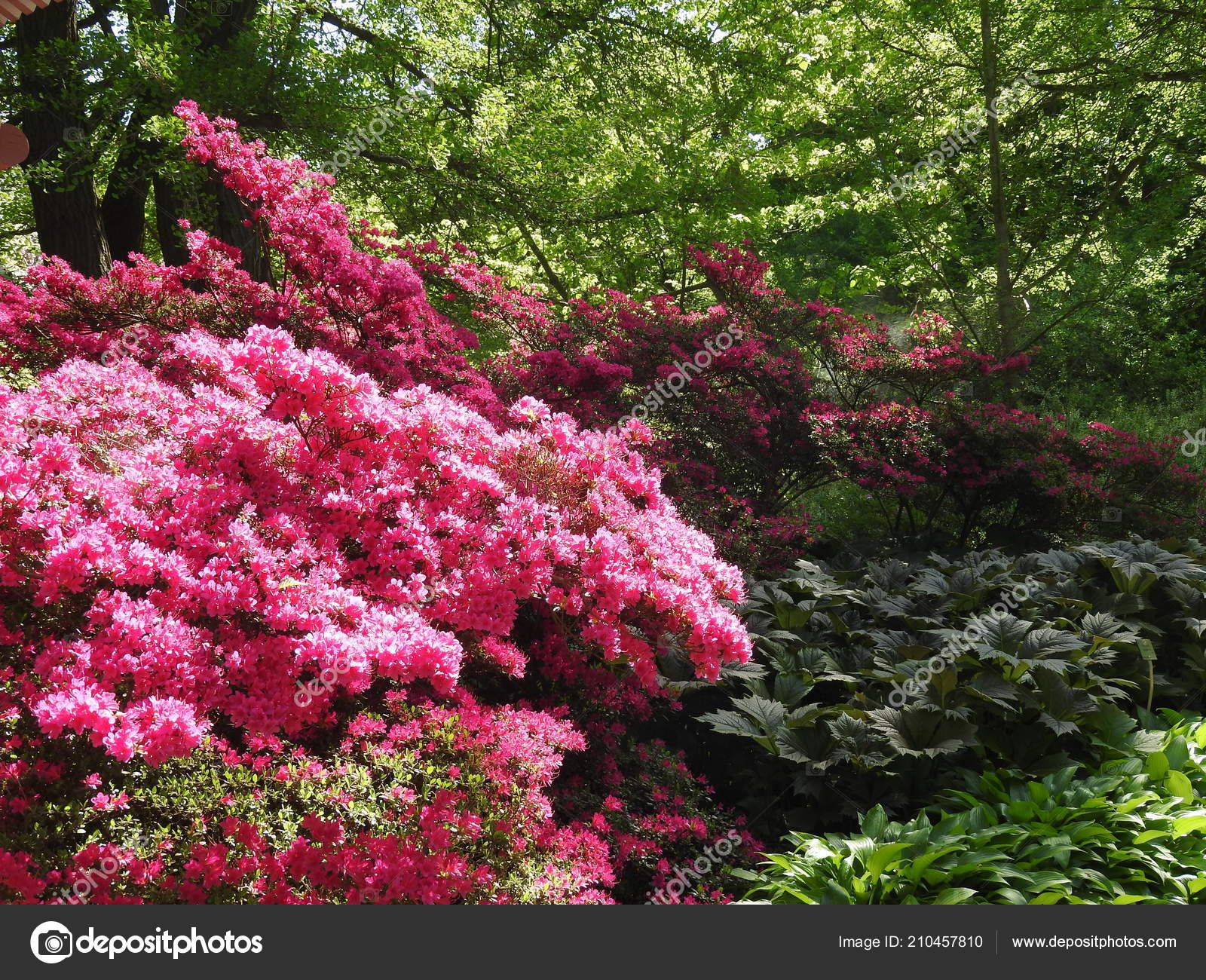 Azalea Different Colors Different Sizes Stock Photo by ©Schwerin 210457810