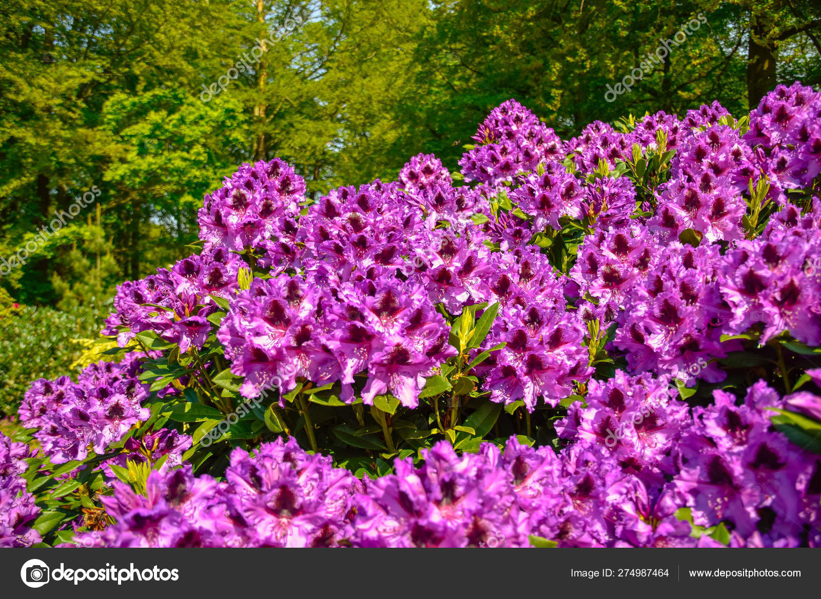 Rhododendron Different Colors Different Varieties — Stock Photo ...