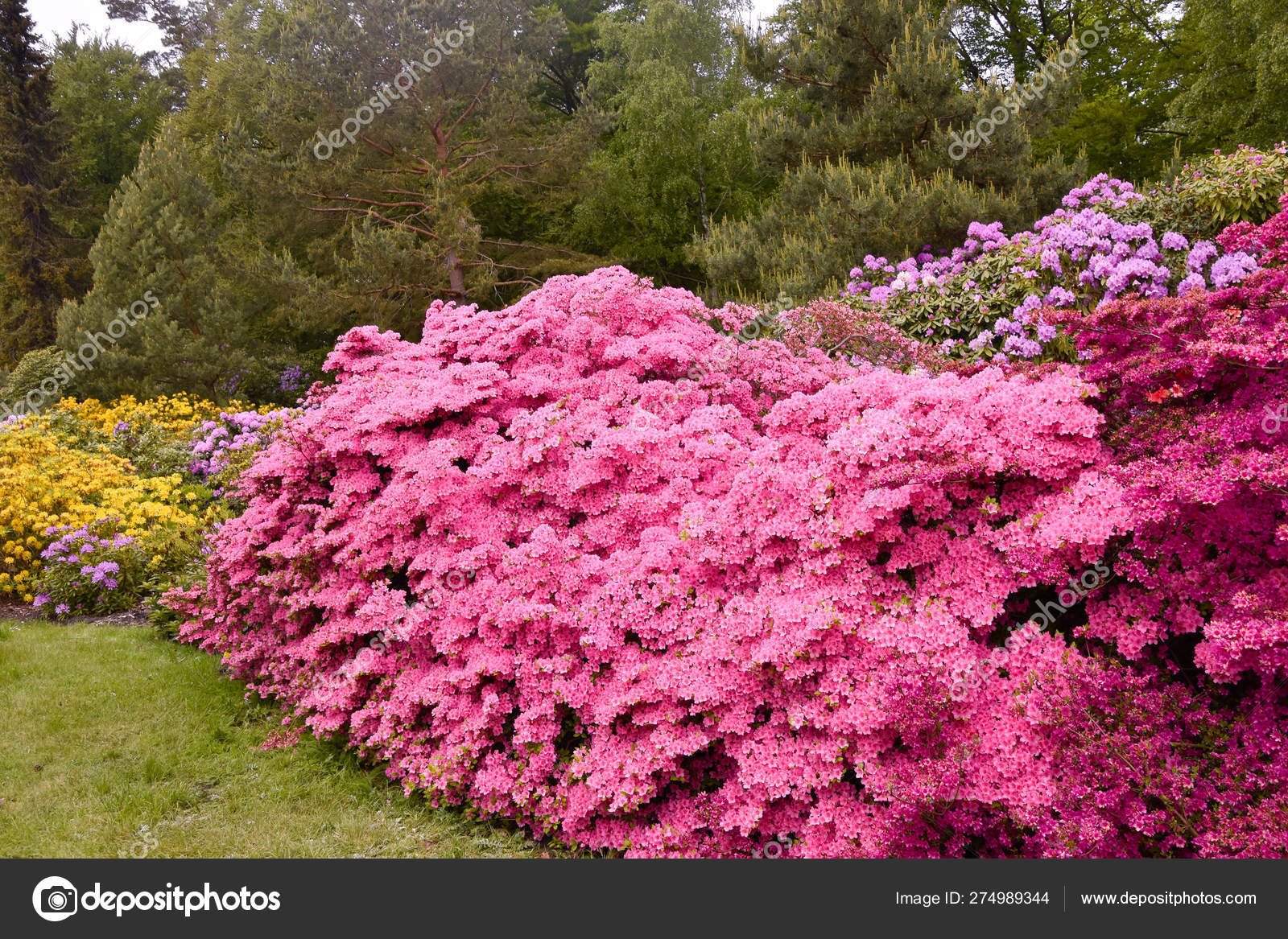 Rhododendron Different Colors Different Varieties — Stock Photo ...