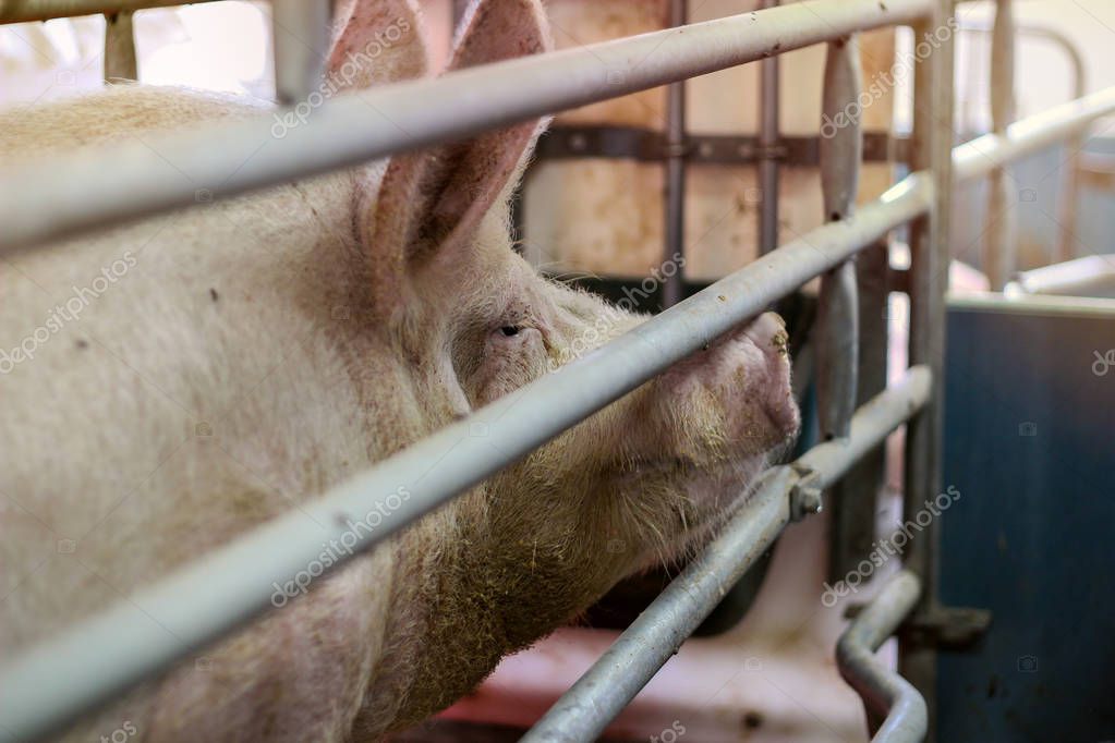 Siembra de Cerdo en Pluma de Parto. Vista lateral de la cabeza de ...
