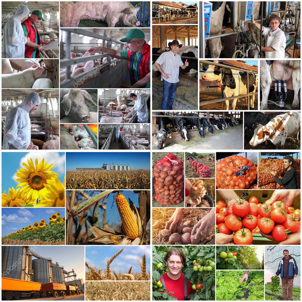 Collage de Agricultura y Producción de Alimentos. Collage de imágenes ...