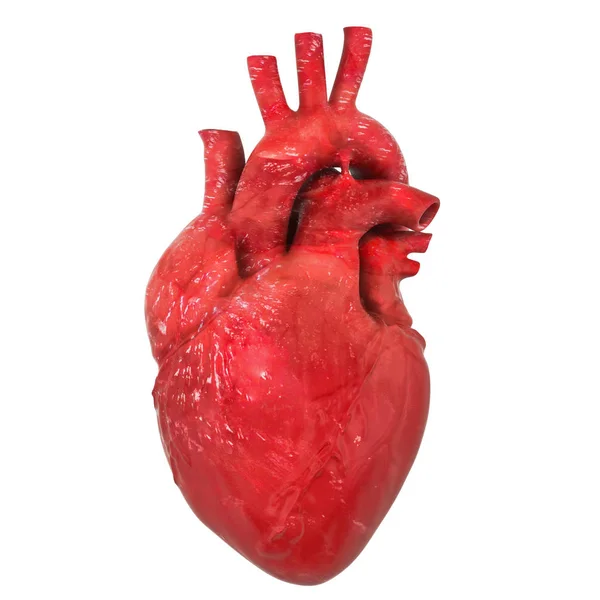 Actual Human Heart