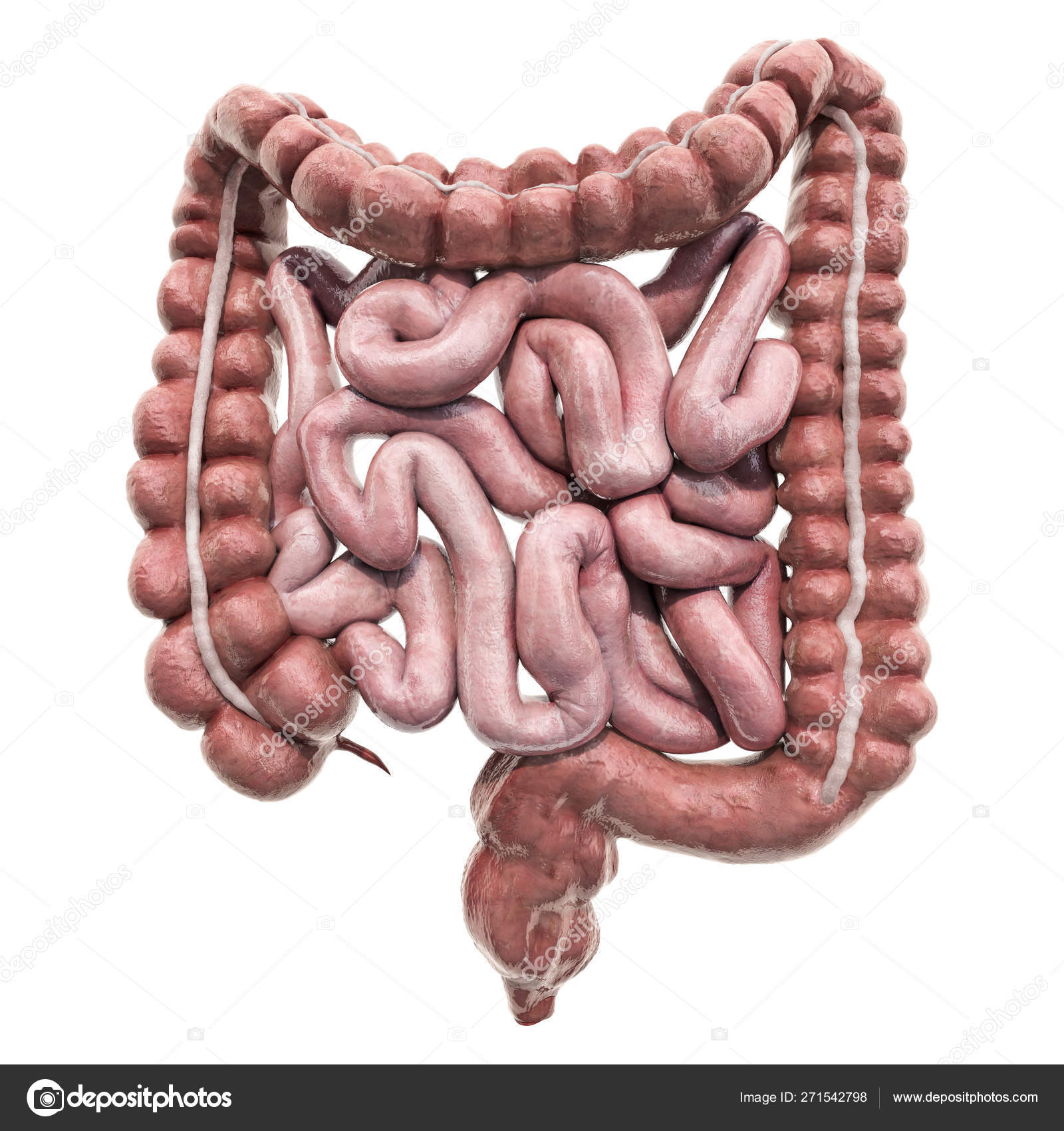 Human intestines, 3D rendering — Stock Photo © alexlmx #271542798