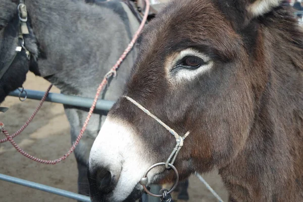 Donkey face Images - Search Images on Everypixel