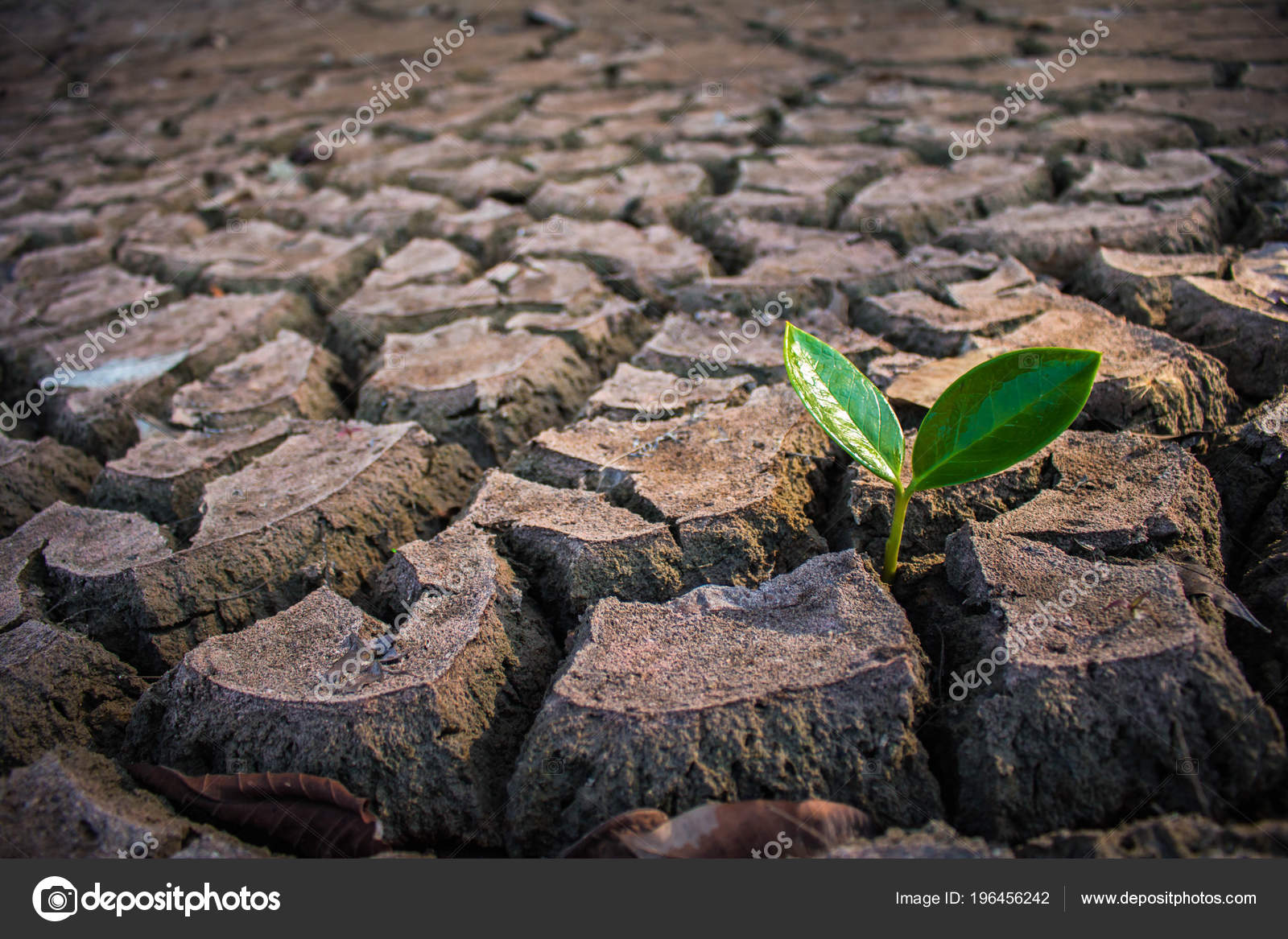Living Tree Drought Crack Ground Drought — Stock Photo © RteeNattapong ...