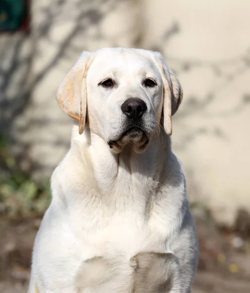 Yellow labrador retriever Stock Photos, Royalty Free Yellow labrador ...