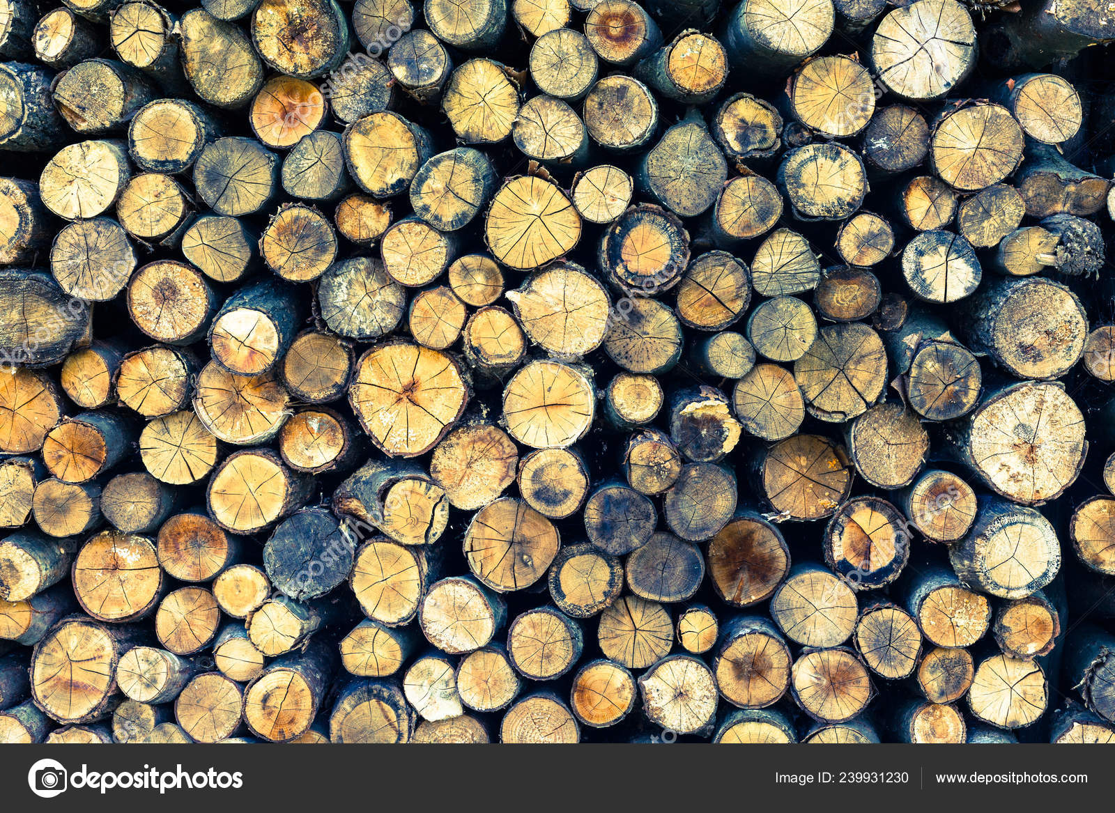 Sawed tree trunks and branches in different sizes, piled up in blue ...