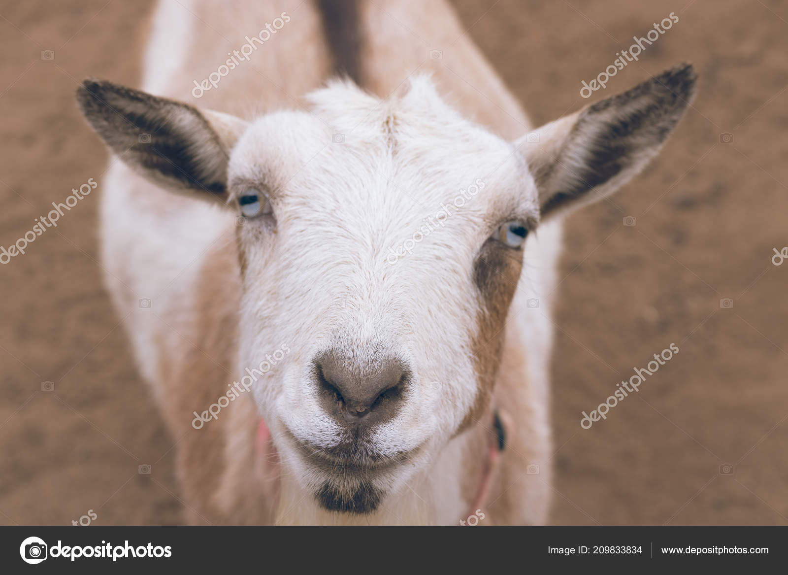 Nigerian Dwarf Goats Blue Eyes