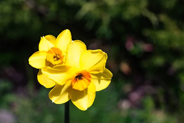 Two small bright, happy, cheerful, yellow gold orange small cup unique spring Easter daffodil ...