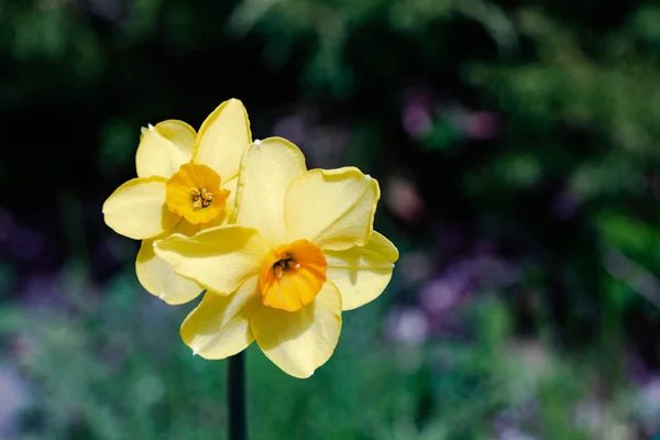 Two small bright, happy, cheerful, yellow gold orange small cup unique ...
