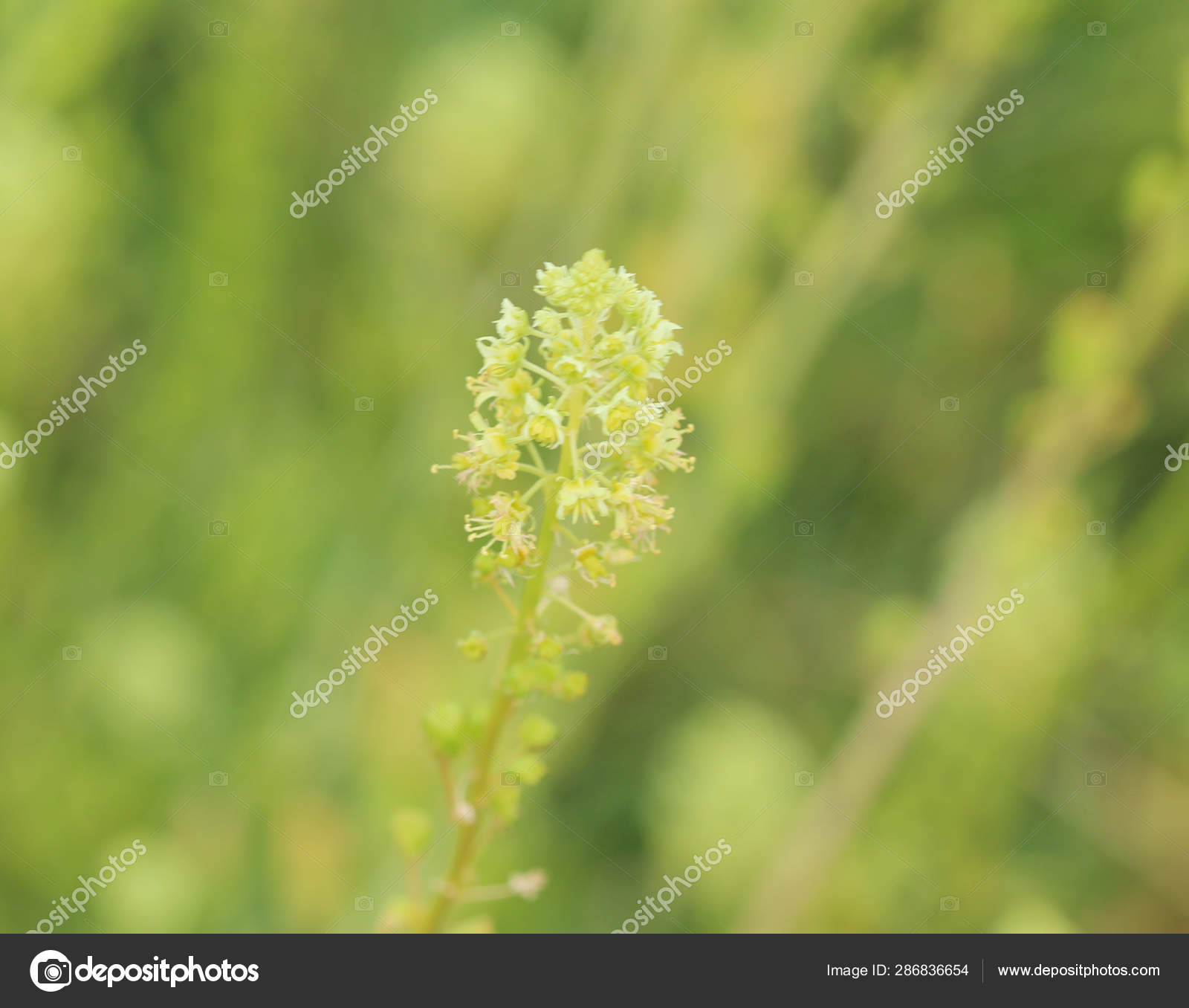 Reseda Flower | Best Flower Site