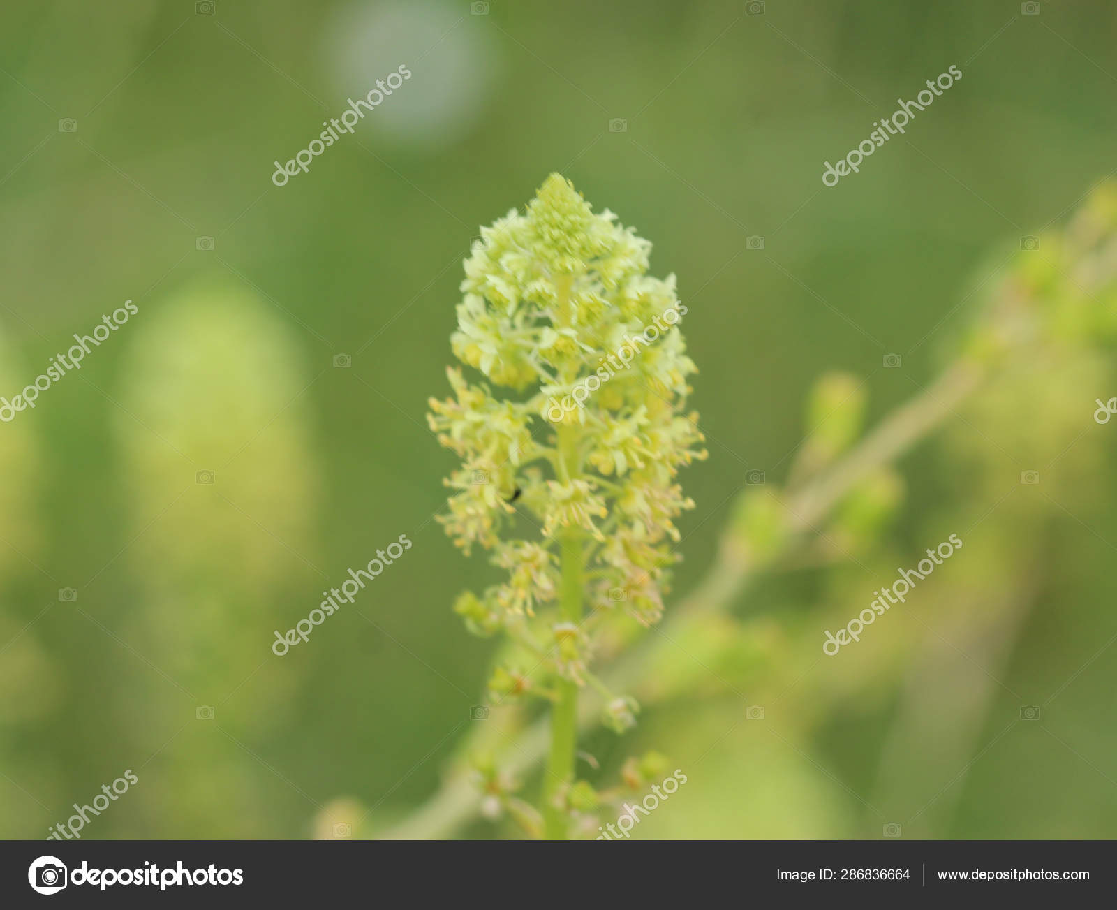 Reseda Flower | Best Flower Site