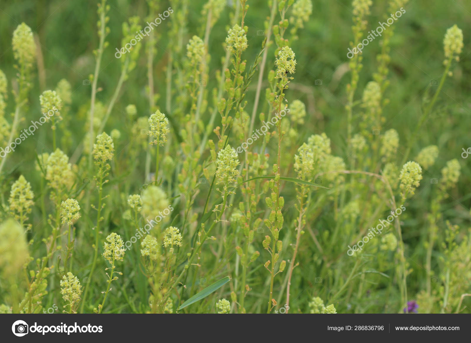 Reseda Flower | Best Flower Site