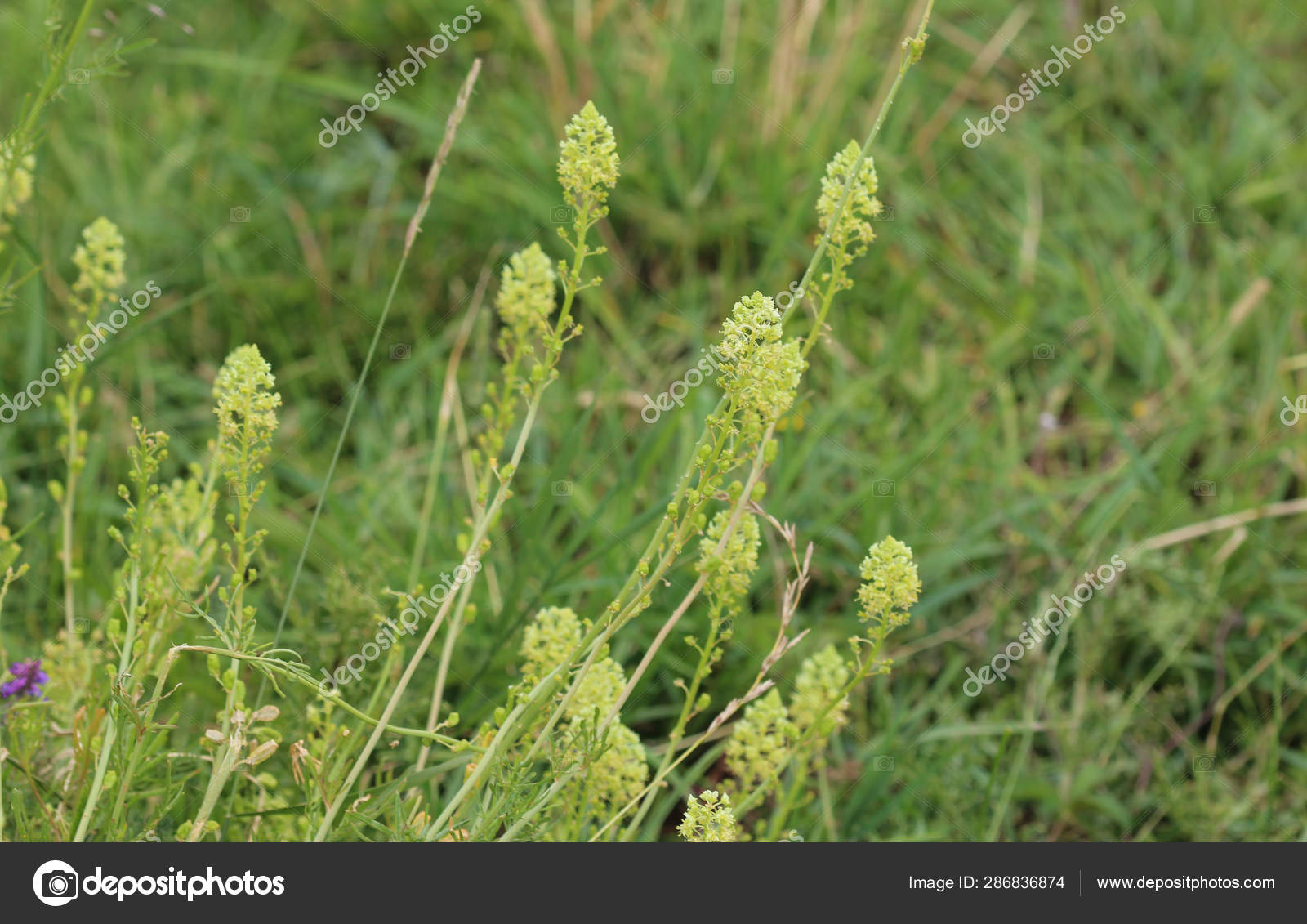 Reseda Flower | Best Flower Site