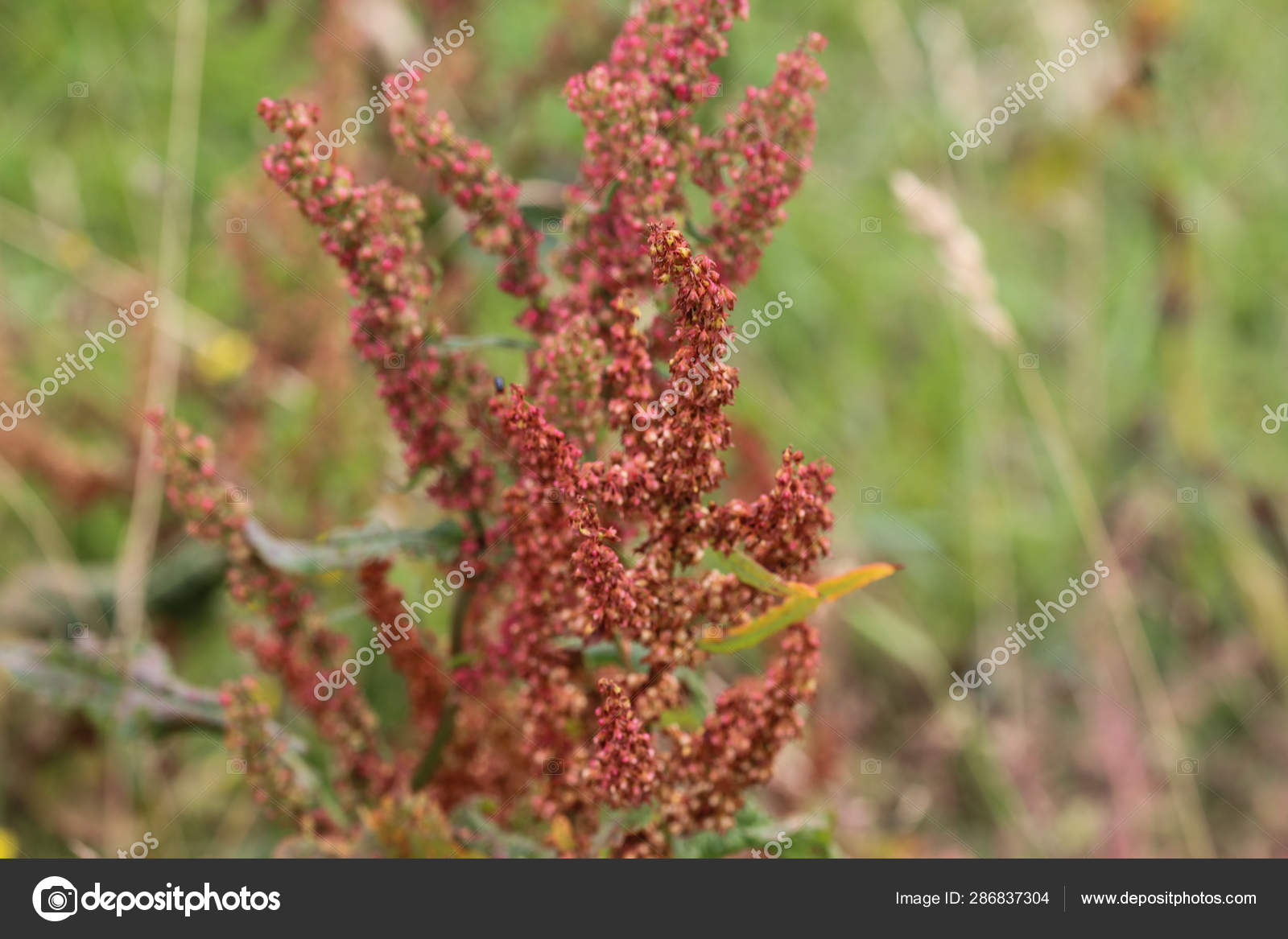 Rumex acetosella, comúnmente conocido como acedera roja, acedera de ...