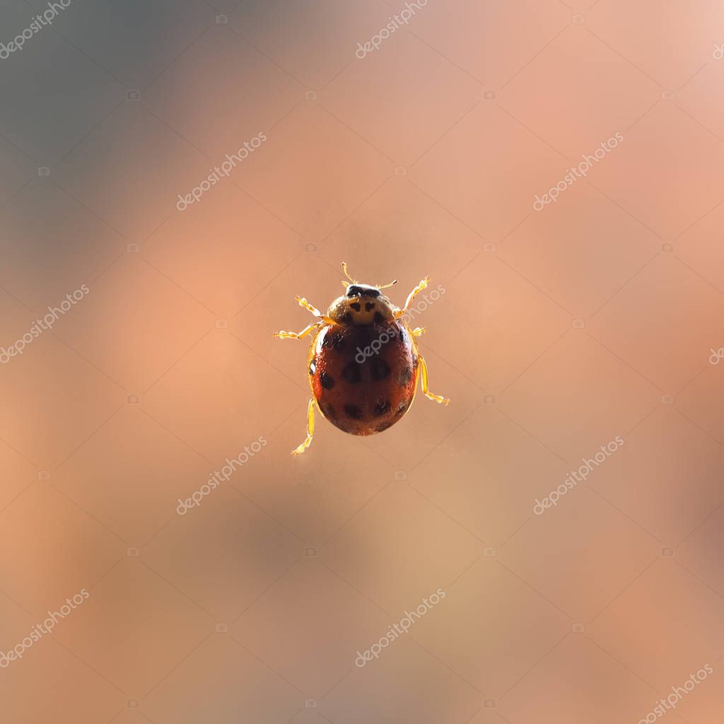 ladybird aka ladybug or lady beetle animal of phylum Euarthropoda ...